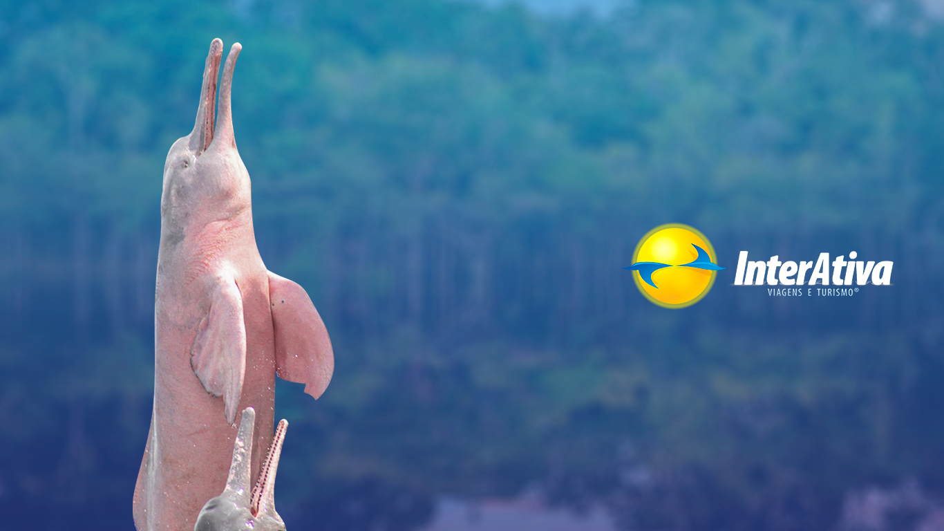 A verdadeira história do boto-cor-de-rosa - InterAtiva Viagens